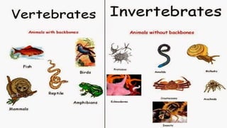 Animals.pptx parts and functions of animals | PPTX