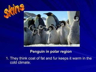 Animals And Environment | PPT