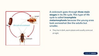 Animals-and-their-babies , LIFE CYCLES.pdf