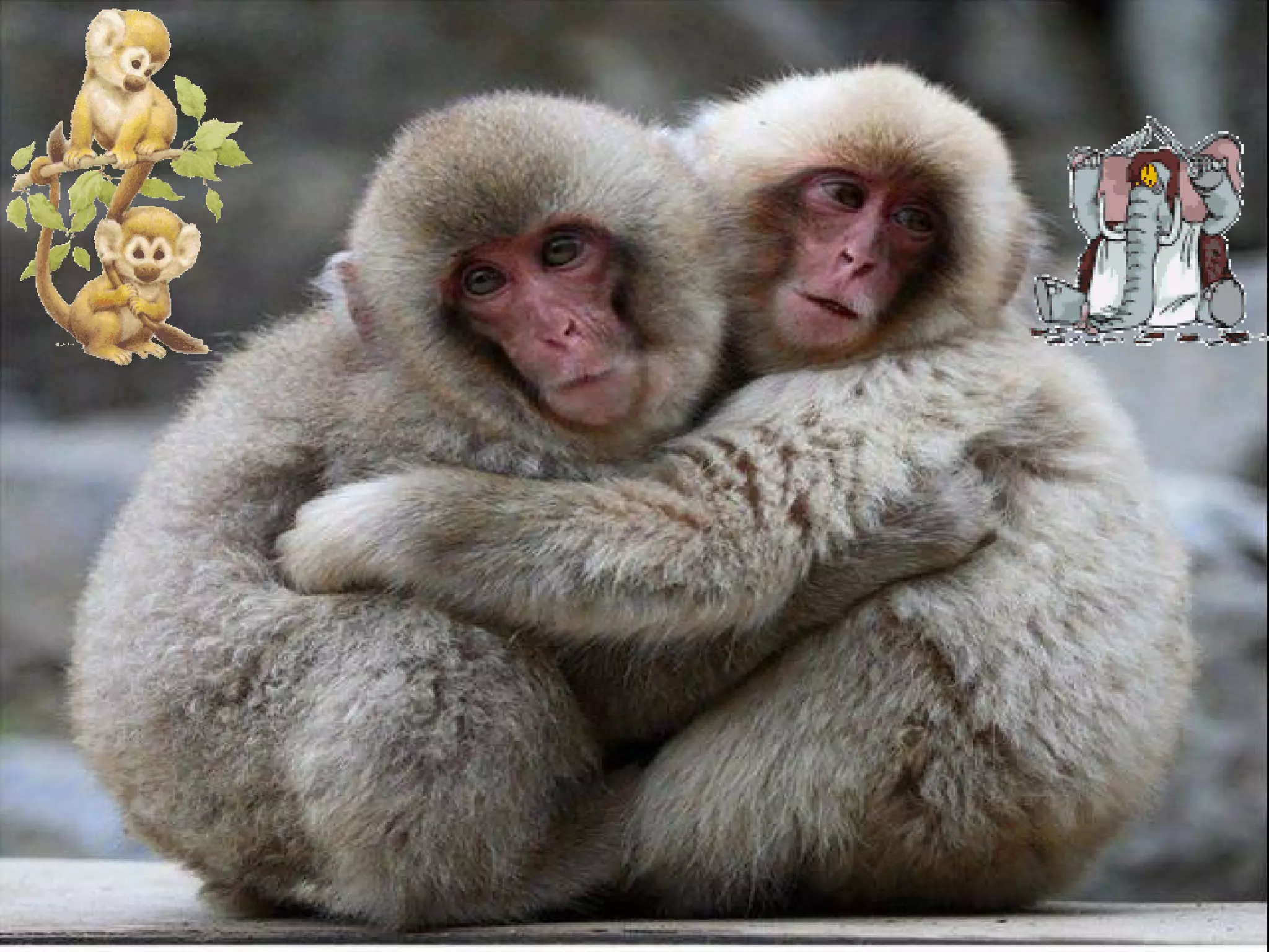 Animals And Their Friends | PPS | Food & Drink