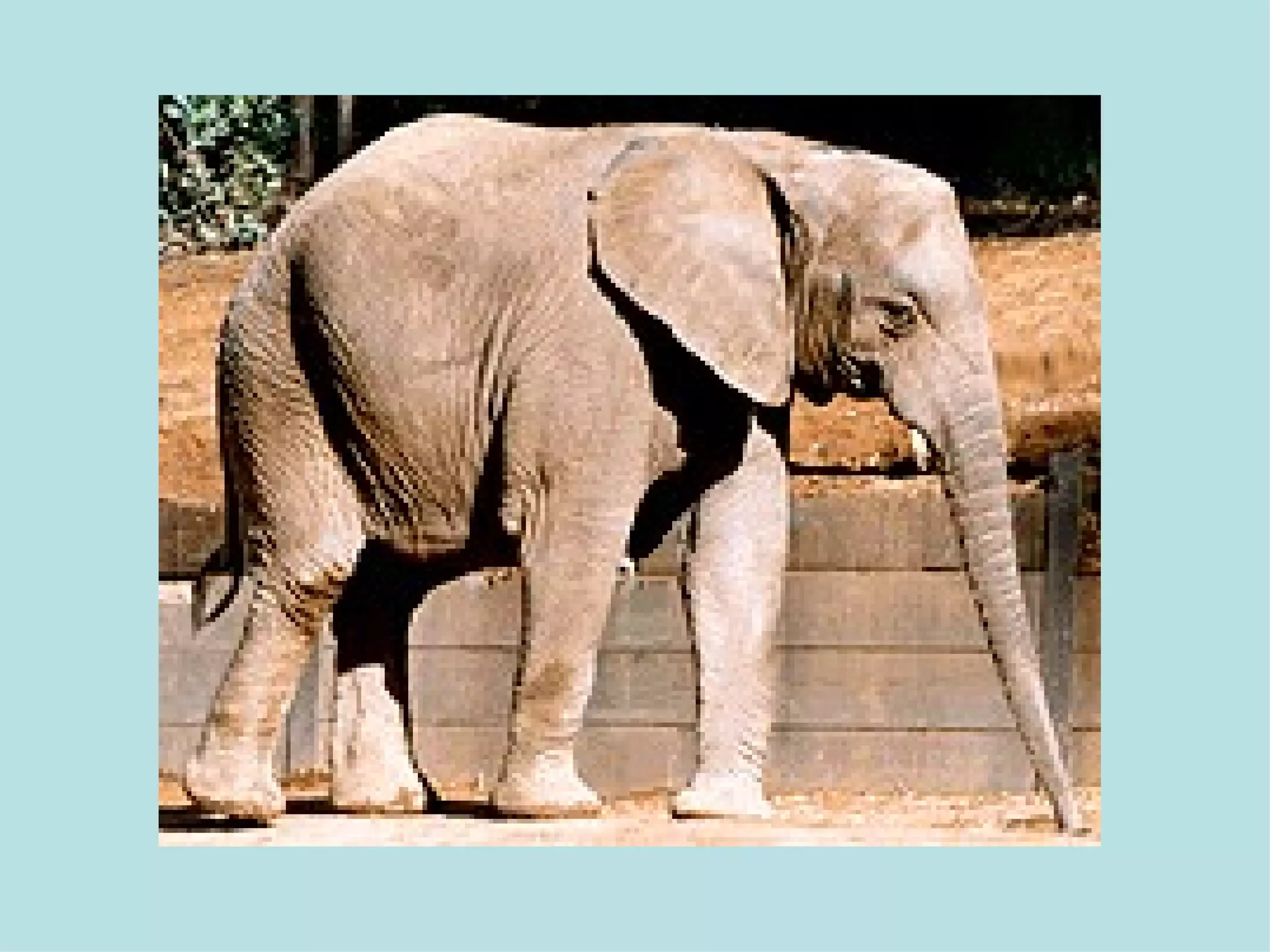Animals Animals Everywhere | PPT