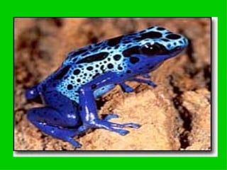 Animals Animals Everywhere | PPT