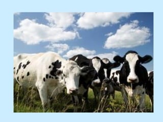Animals Animals Everywhere | PPT