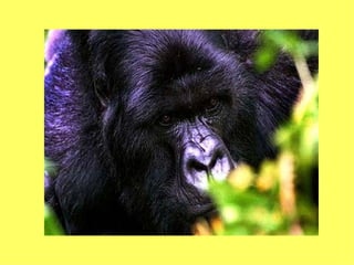 Animals Animals Everywhere | PPT