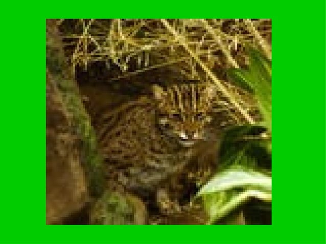 Animals Animals Everywhere | PPT
