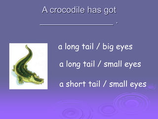 animals-body-partspresentationforkids.ppt