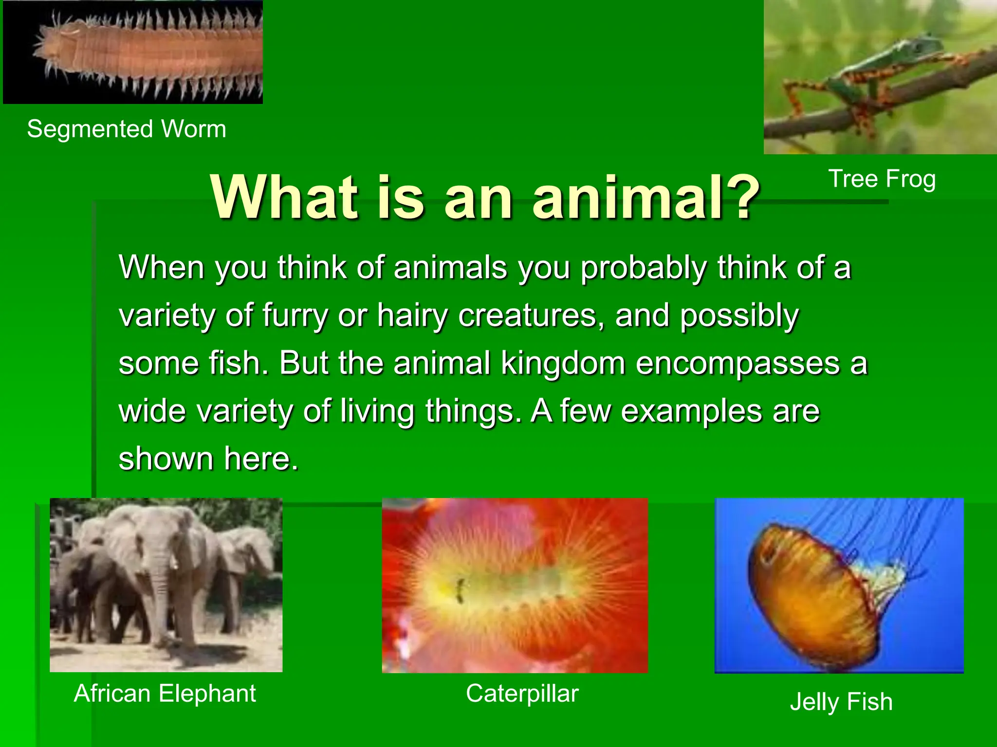 Animals characteristics and classification | PPT | Biological Sciences ...