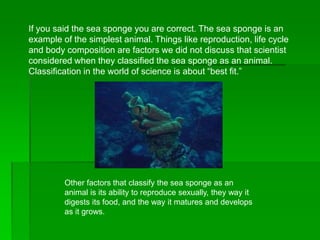 Animals characteristics and classification | PPT | Biological Sciences ...