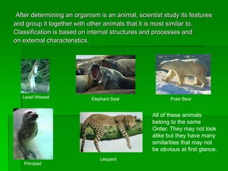 Animals characteristics and classification | PPT