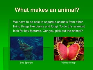 Animals characteristics and classification | PPT