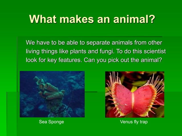 Animals characteristics and classification | PPT | Biological Sciences ...