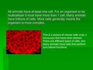 Animals characteristics and classification | PPT