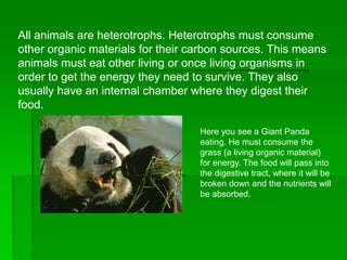Animals characteristics and classification | PPT