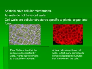 Animals characteristics and classification | PPT | Biological Sciences ...