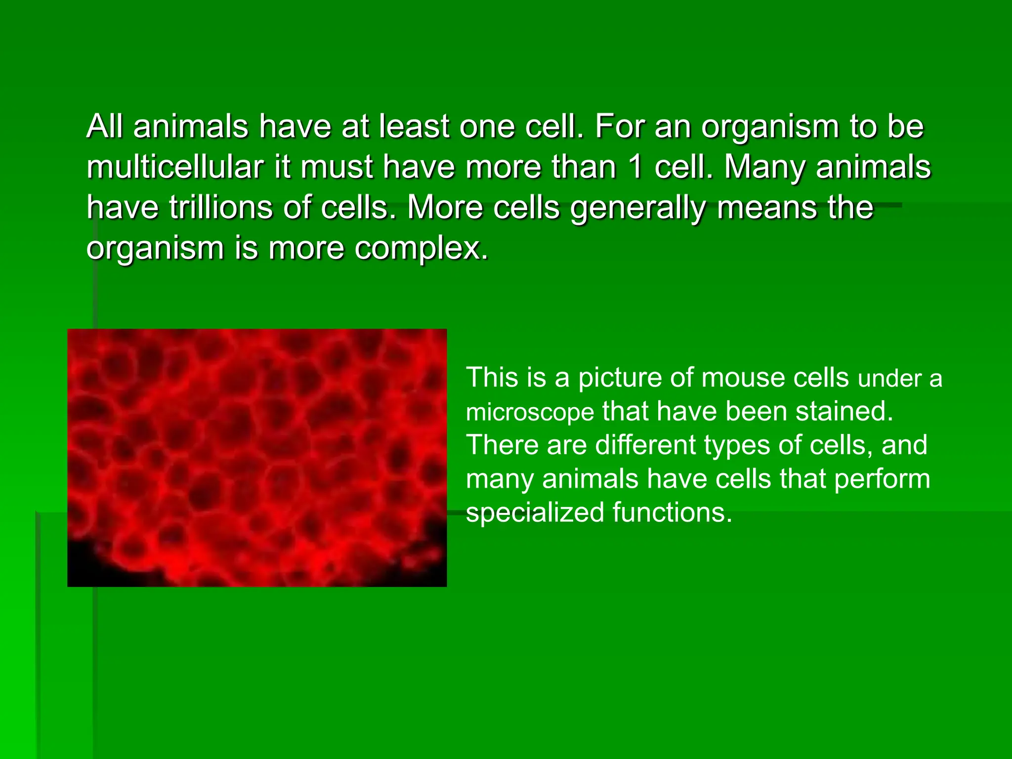 Animals-class-and-char know about animals.ppt