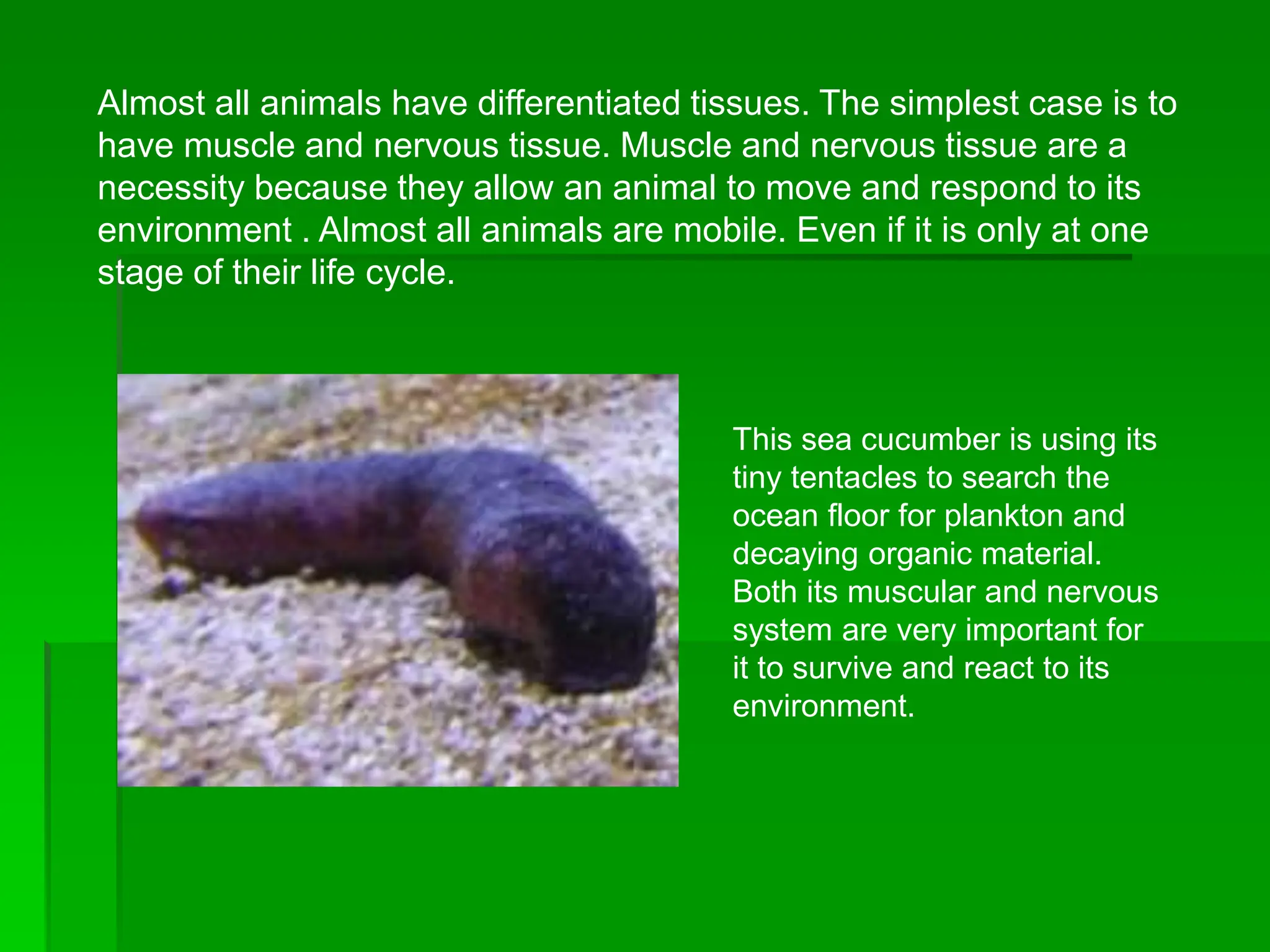 Animals-class-and-char know about animals.ppt