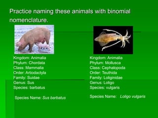 Animals-class-and-char know about animals.ppt