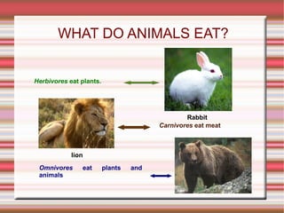 Animals | PPT