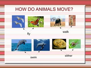 Animals | ODP