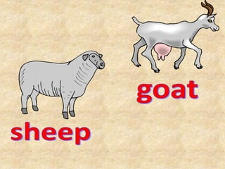 animals-english for kids - Copy.pptx