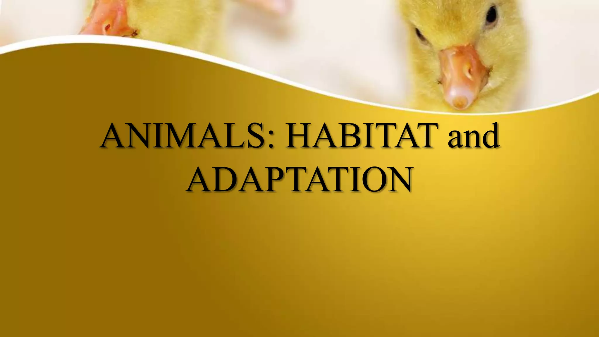 Animals habitat and adaptations- habitat | PPTX