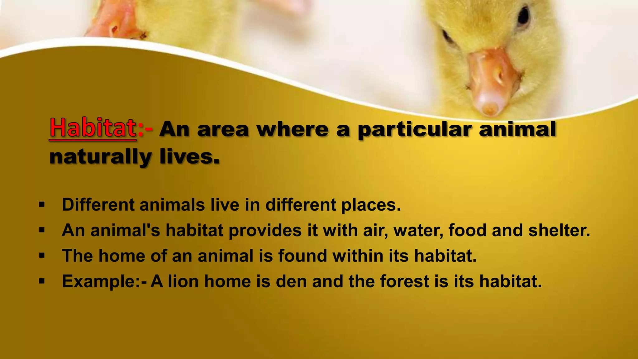 Animals habitat and adaptations- habitat | PPTX