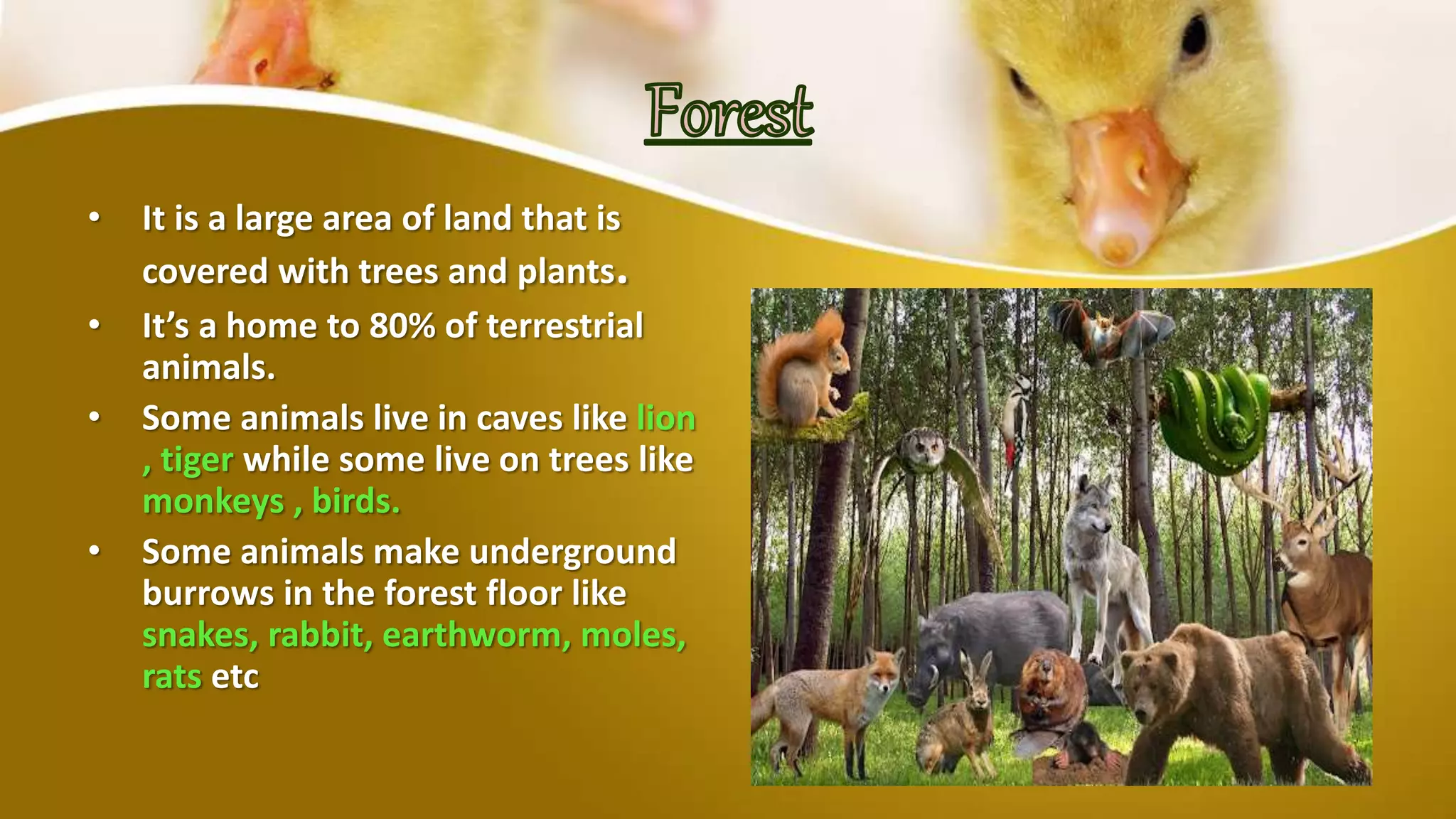 Animals habitat and adaptations- habitat | PPTX