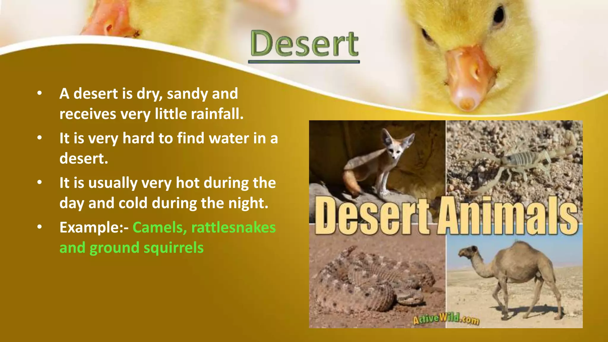 Animals habitat and adaptations- habitat | PPTX