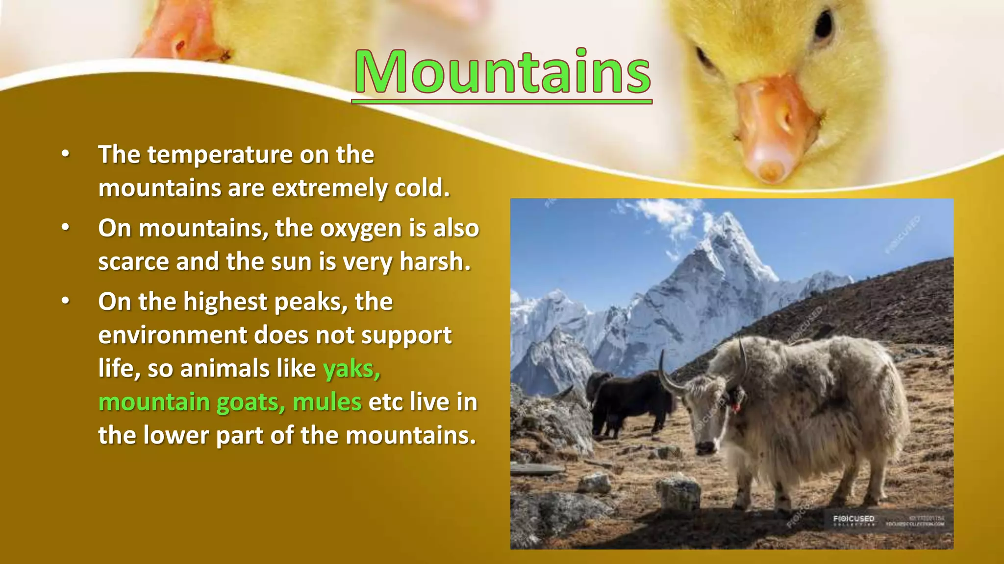 Animals habitat and adaptations- habitat | PPTX