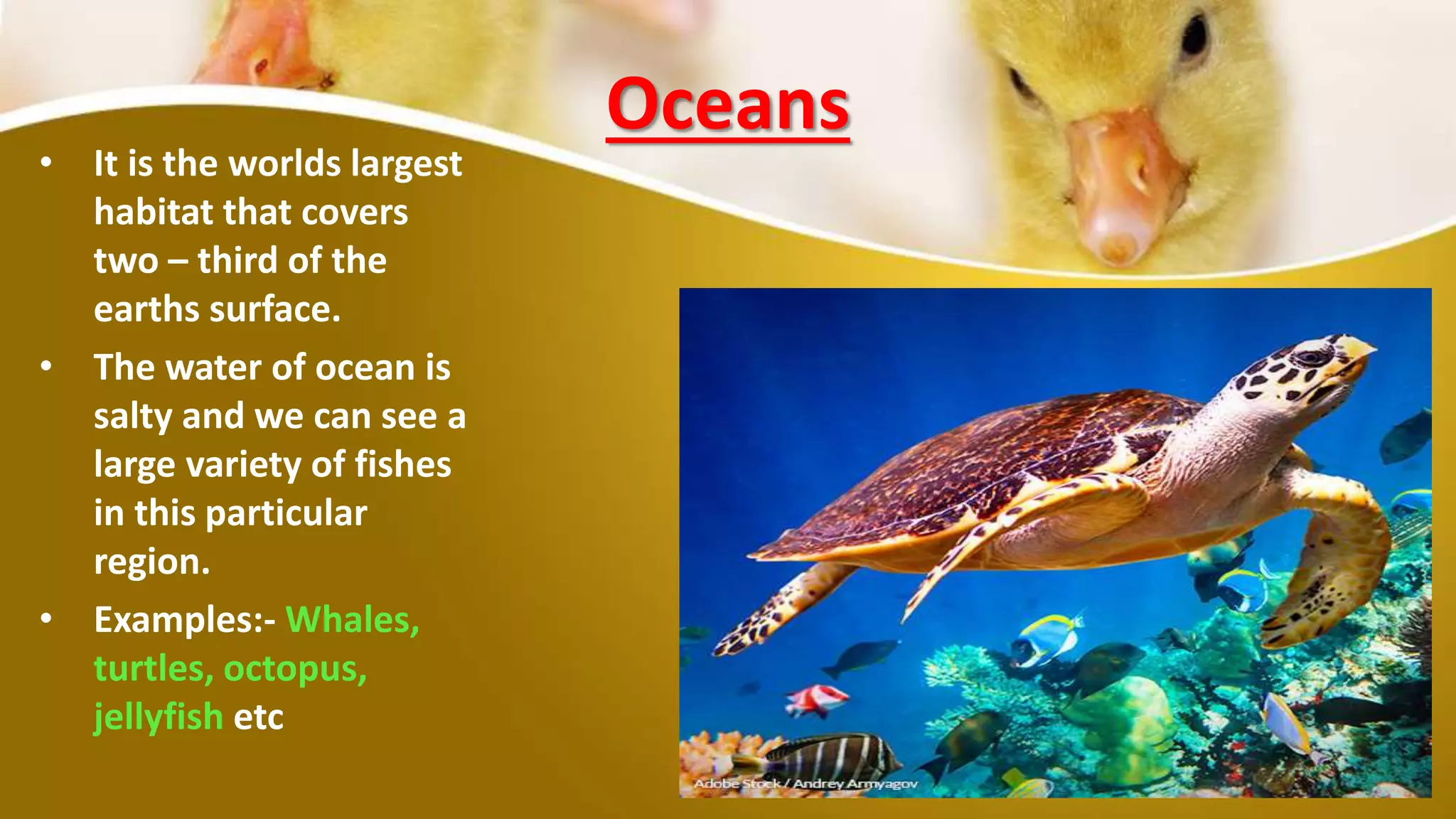 Animals habitat and adaptations- habitat | PPTX