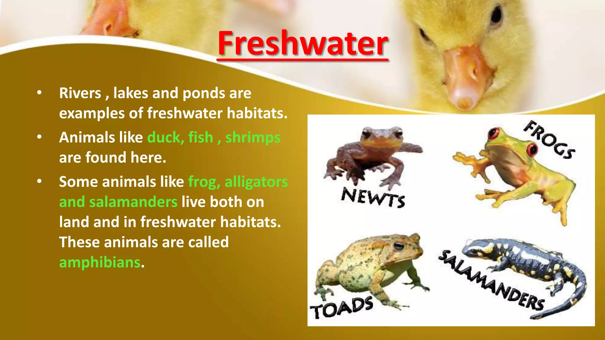 Animals habitat and adaptations- habitat | PPTX