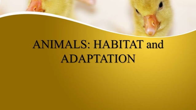 Animals habitat and adaptations- habitat | PPTX