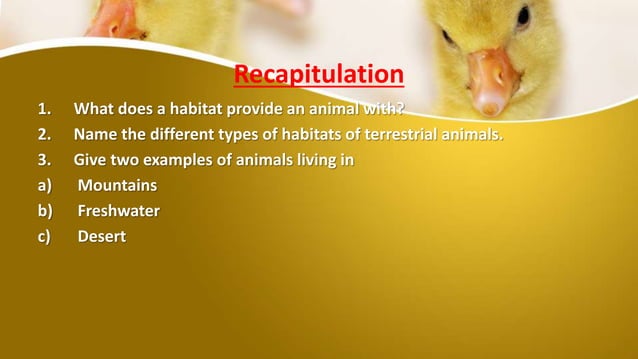 Animals habitat and adaptations- habitat | PPTX