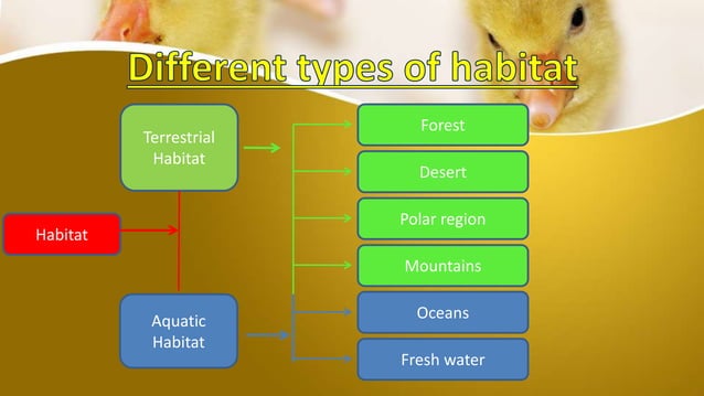 Animals habitat and adaptations- habitat | PPTX