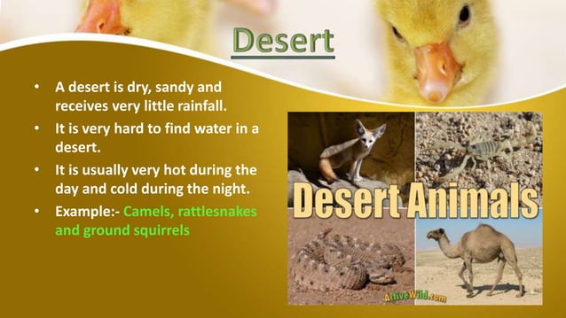 Animals habitat and adaptations- habitat | PPTX