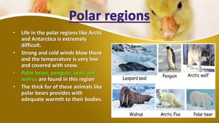 Animals habitat and adaptations- habitat | PPTX