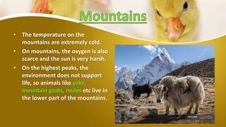 Animals habitat and adaptations- habitat | PPTX