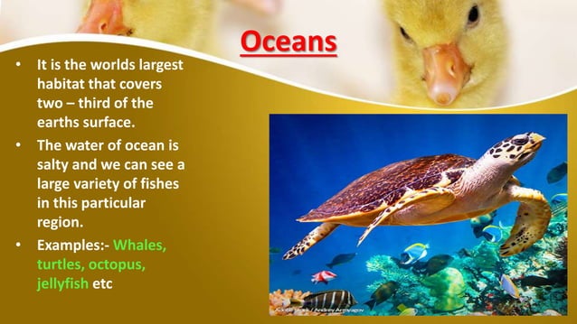 Animals habitat and adaptations- habitat | PPTX