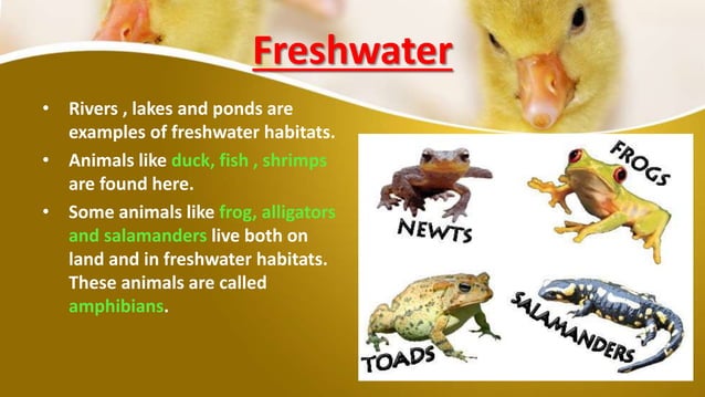 Animals habitat and adaptations- habitat | PPTX