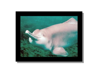 Animals In China | PPT