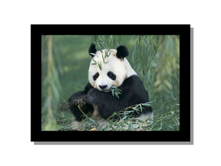 Animals In China | PPT