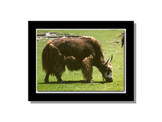 Animals In China | PPT