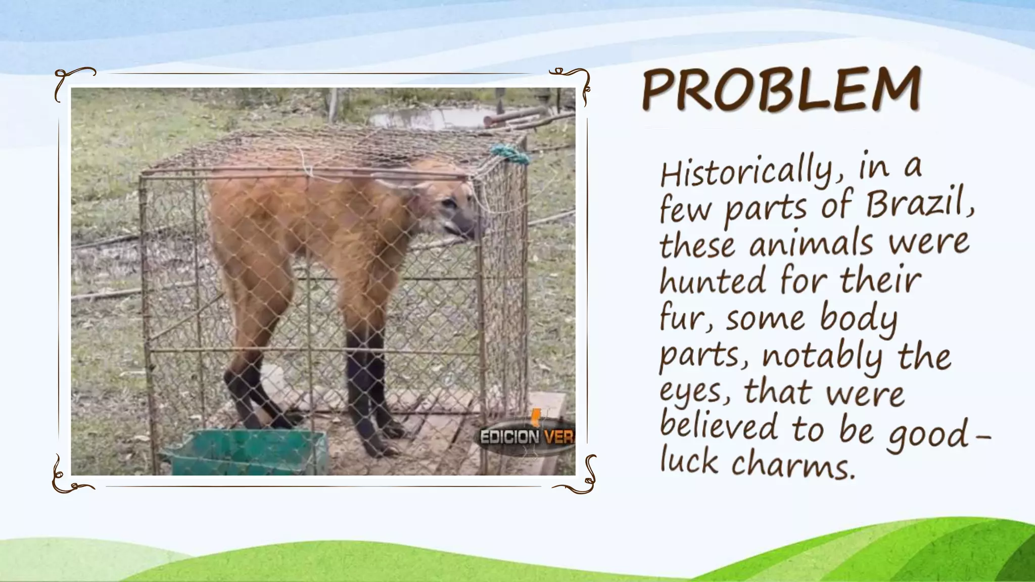 animals-in-danger-debating-argumentation-tbl-task-based-learning-act ...