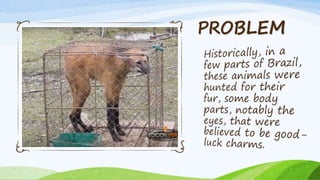 animals-in-danger-debating-argumentation-tbl-task-based-learning-act ...