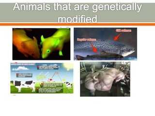 Animals-in-Genetic-Engineering-6.pptx