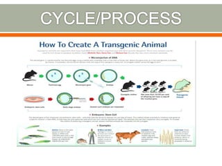 Genetic Engineering Process In Animals