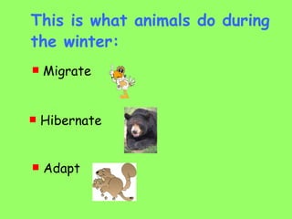 Animals In Winter | PPT