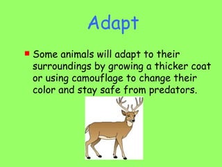 Animals In Winter | PPT