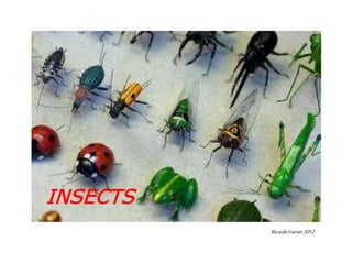Animals insects | PPT