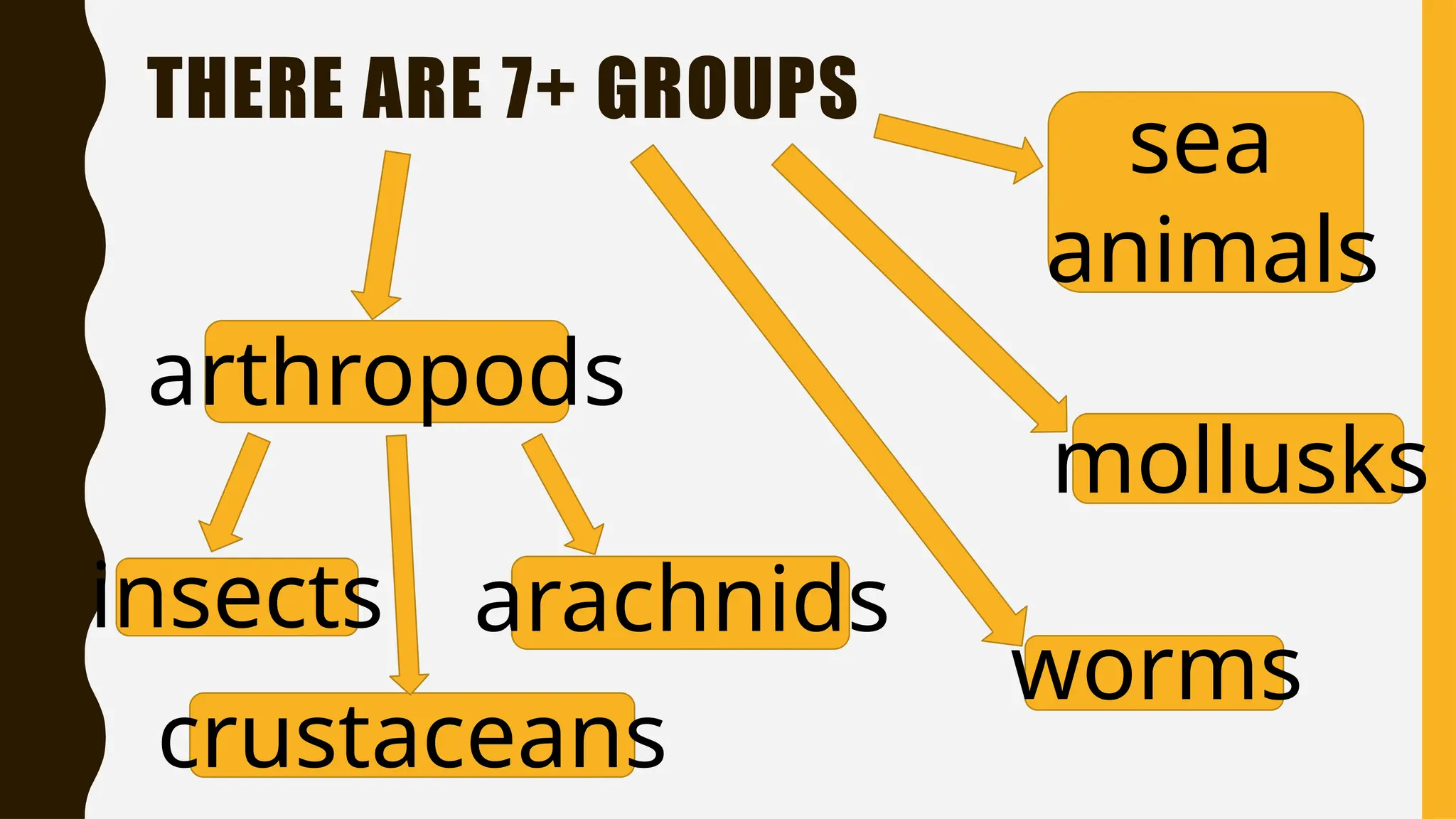 Animals - invertebrates classification.pptx